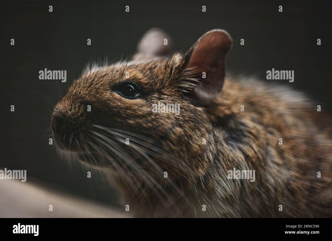 Common degu hi-res stock photography and images - Alamy