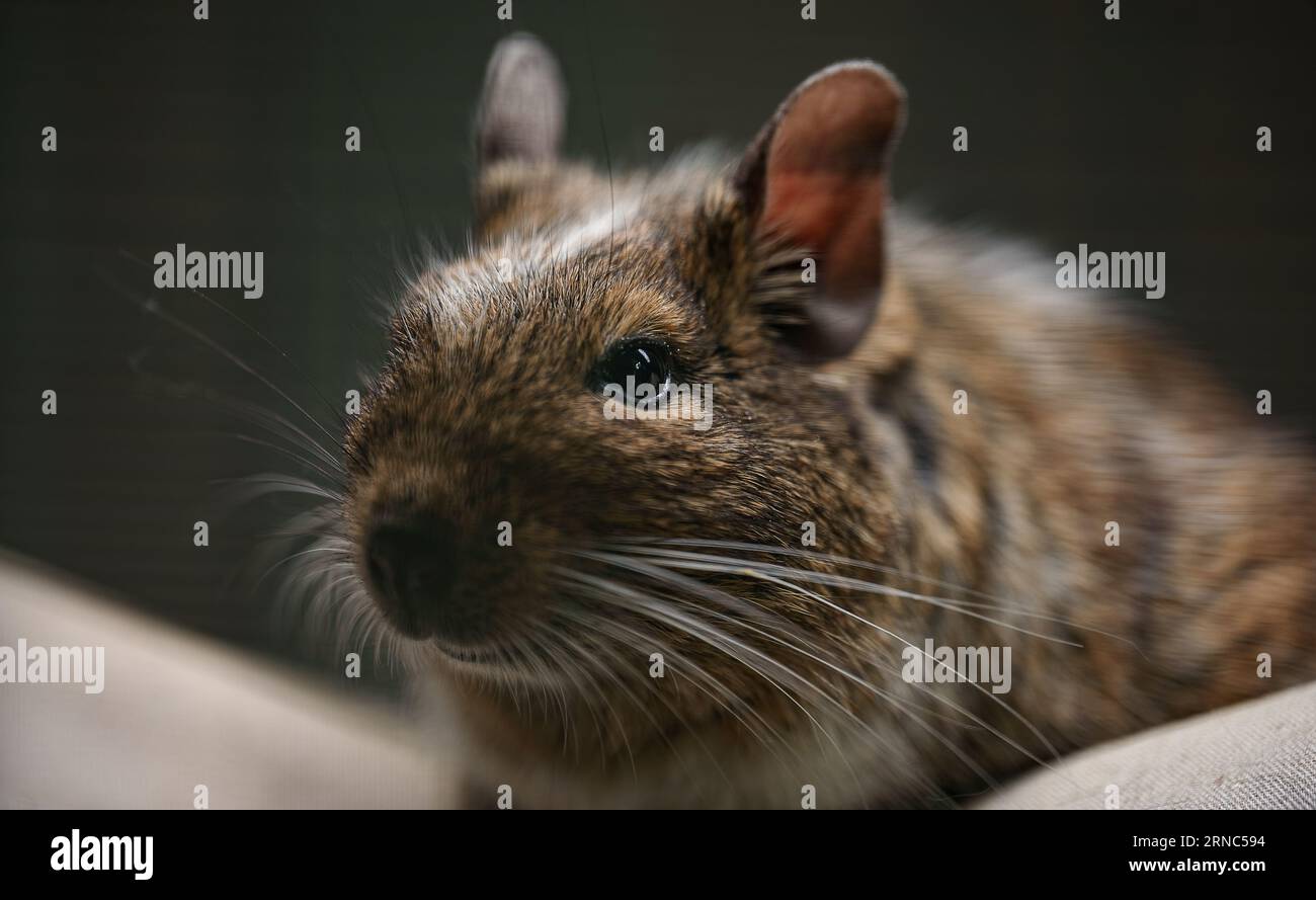Common rat close up hi-res stock photography and images - Alamy
