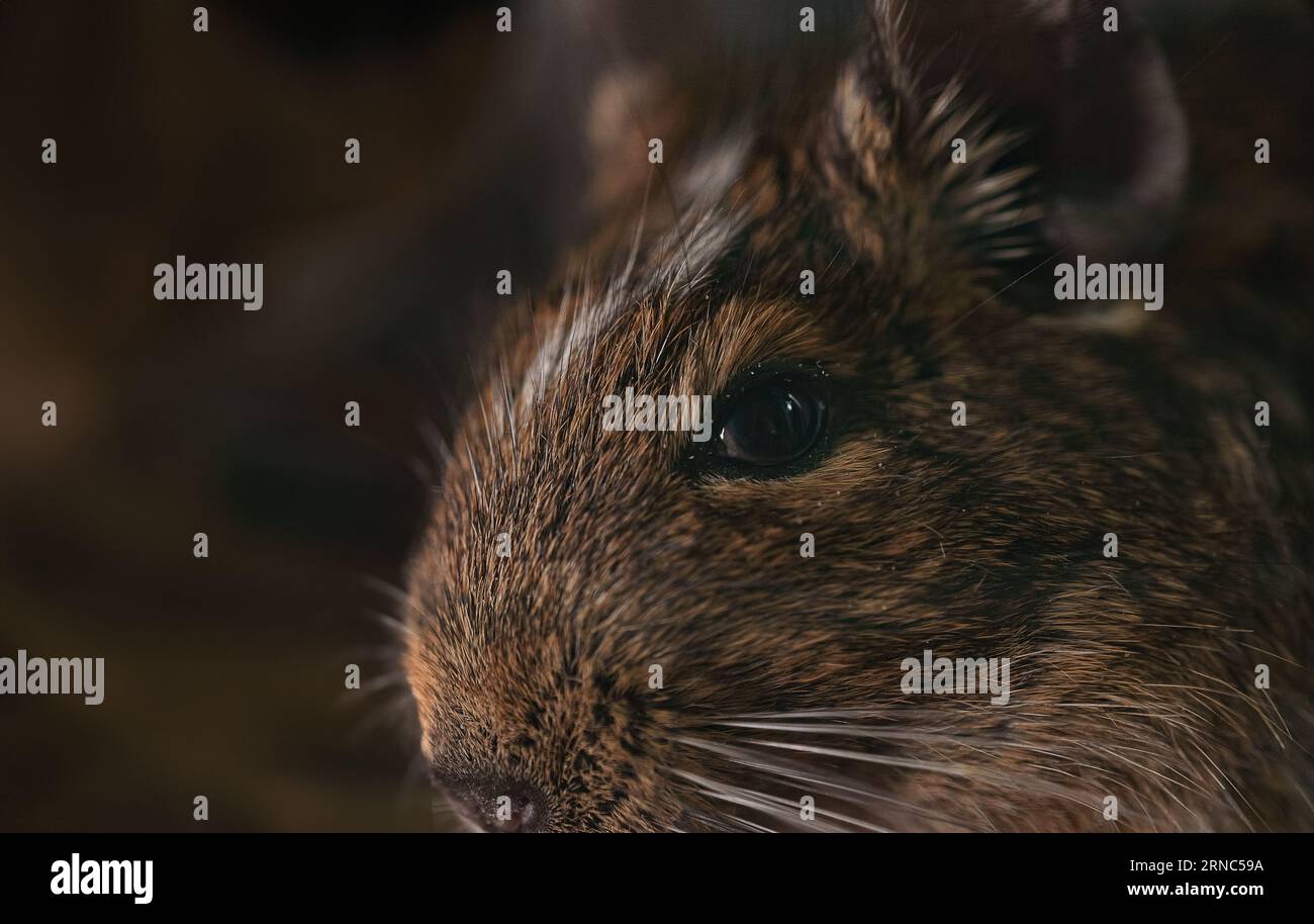 Common degus hi-res stock photography and images - Alamy