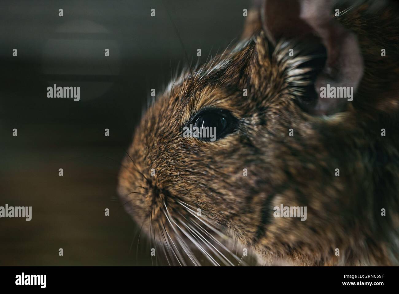 Close view of common Degu. Octodon degus Stock Photo - Alamy