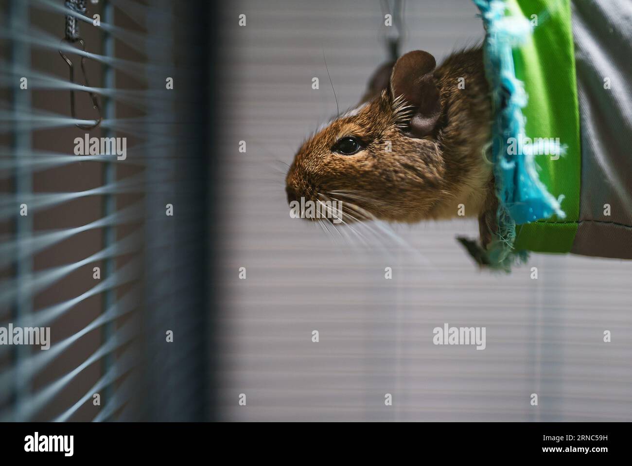 Squirrel in cage hi-res stock photography and images - Alamy