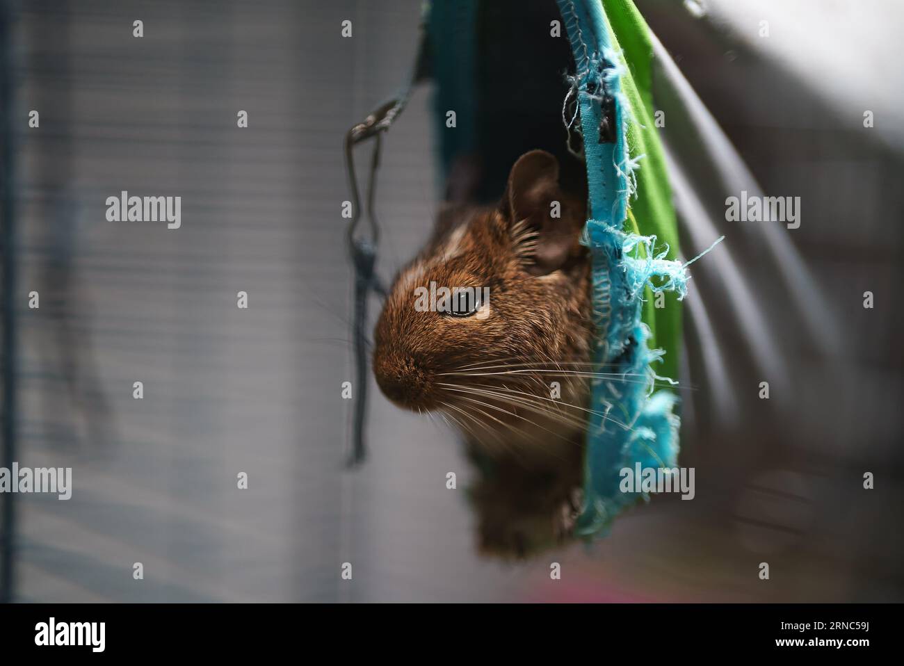 Squirrel in cage hi-res stock photography and images - Alamy