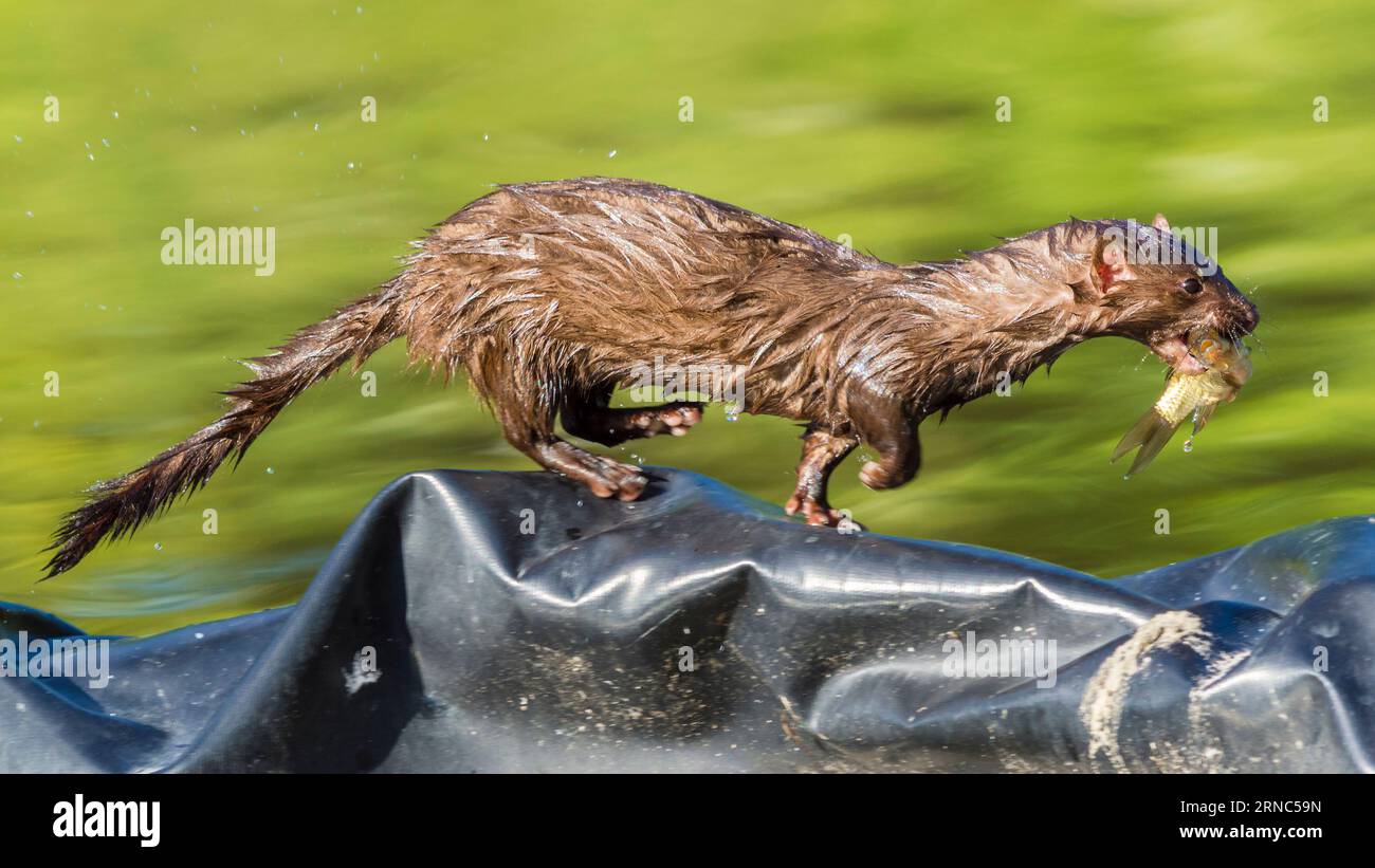American mink, Neogale Vison, running with a fish in its mouth in ...
