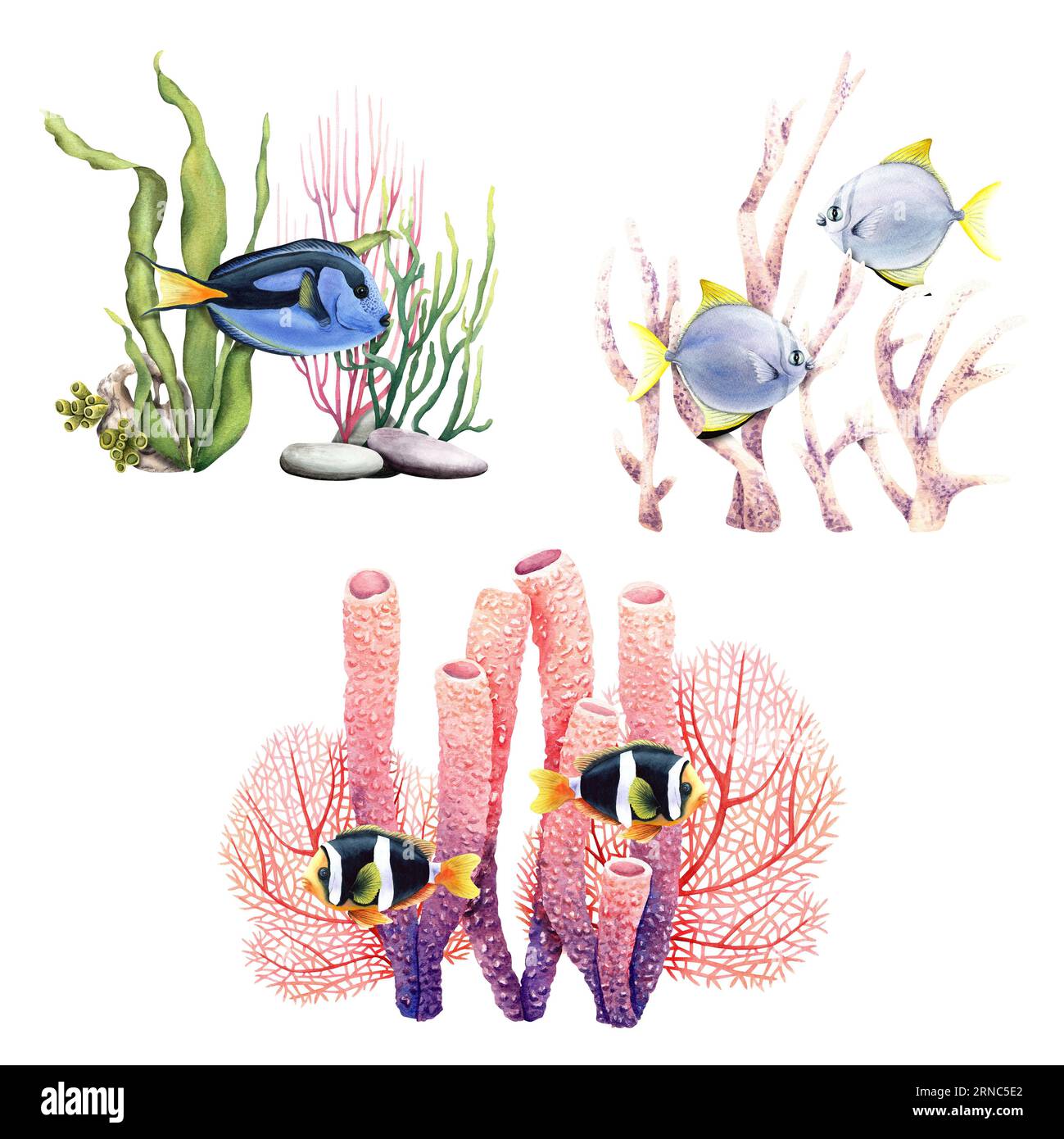 A set of coral reef underwater compositions with corals and fishes ...