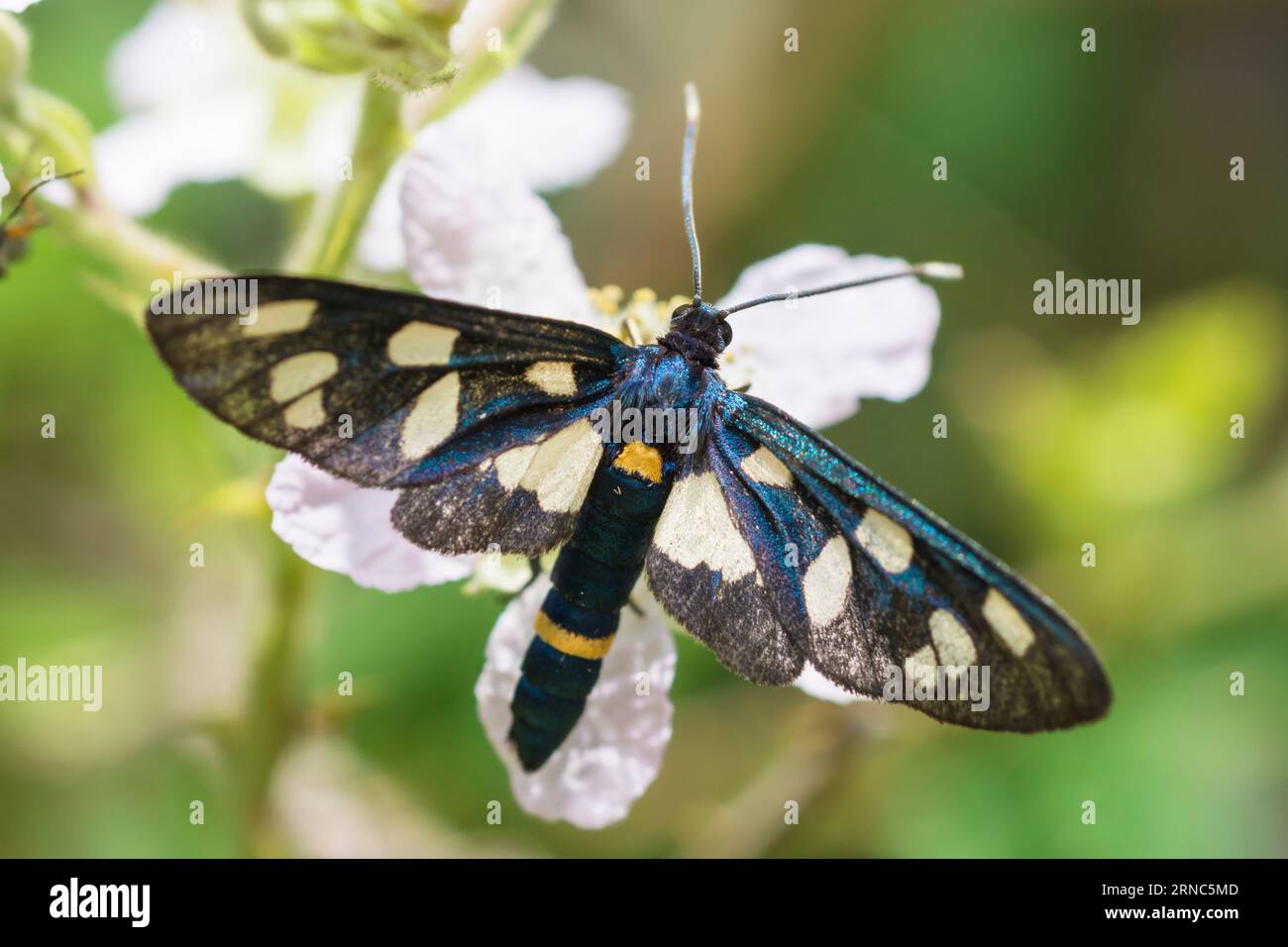 The handmaiden hi-res stock photography and images - Alamy