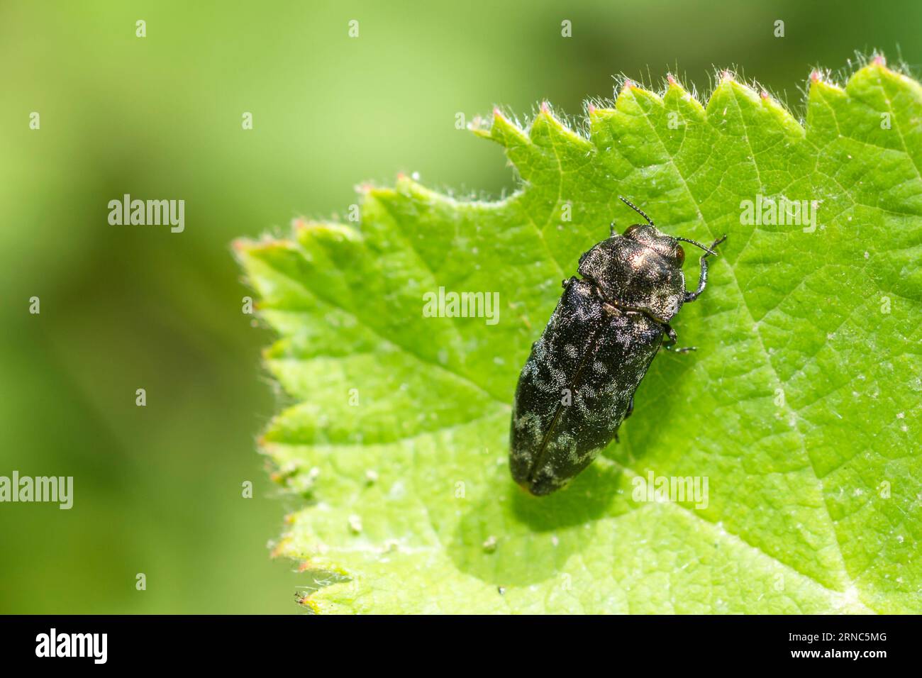 Jewel beetle hi-res stock photography and images - Alamy