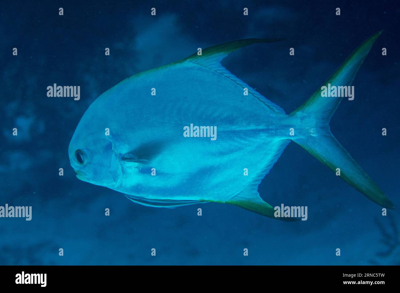 Snubnose Pompano, Trachinotus blochi, Too Many Fish dive site, Pulau ...