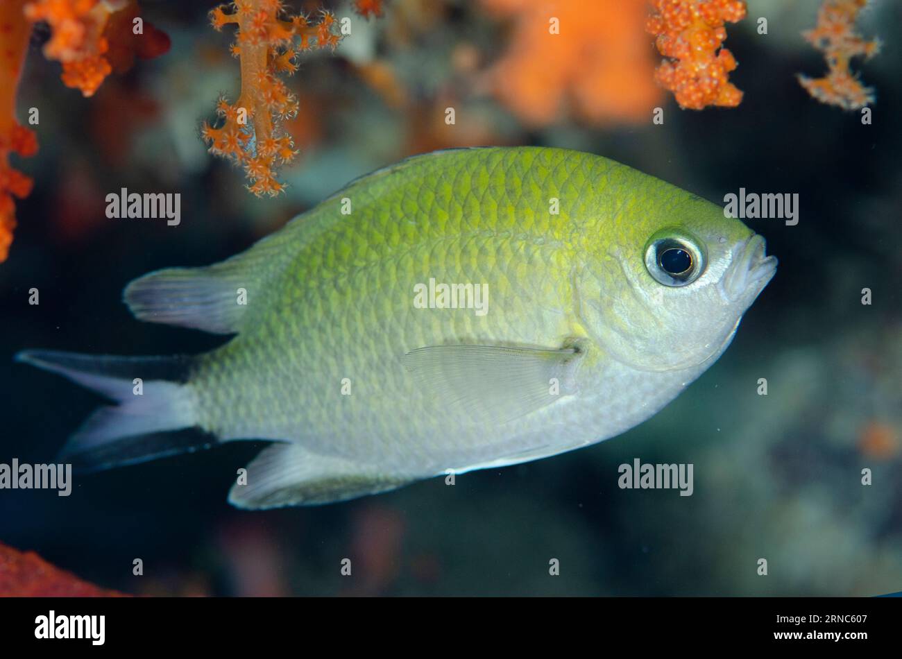 Philippines Chromis, Chromis scotochiloptera, Too Many Fish dive site ...