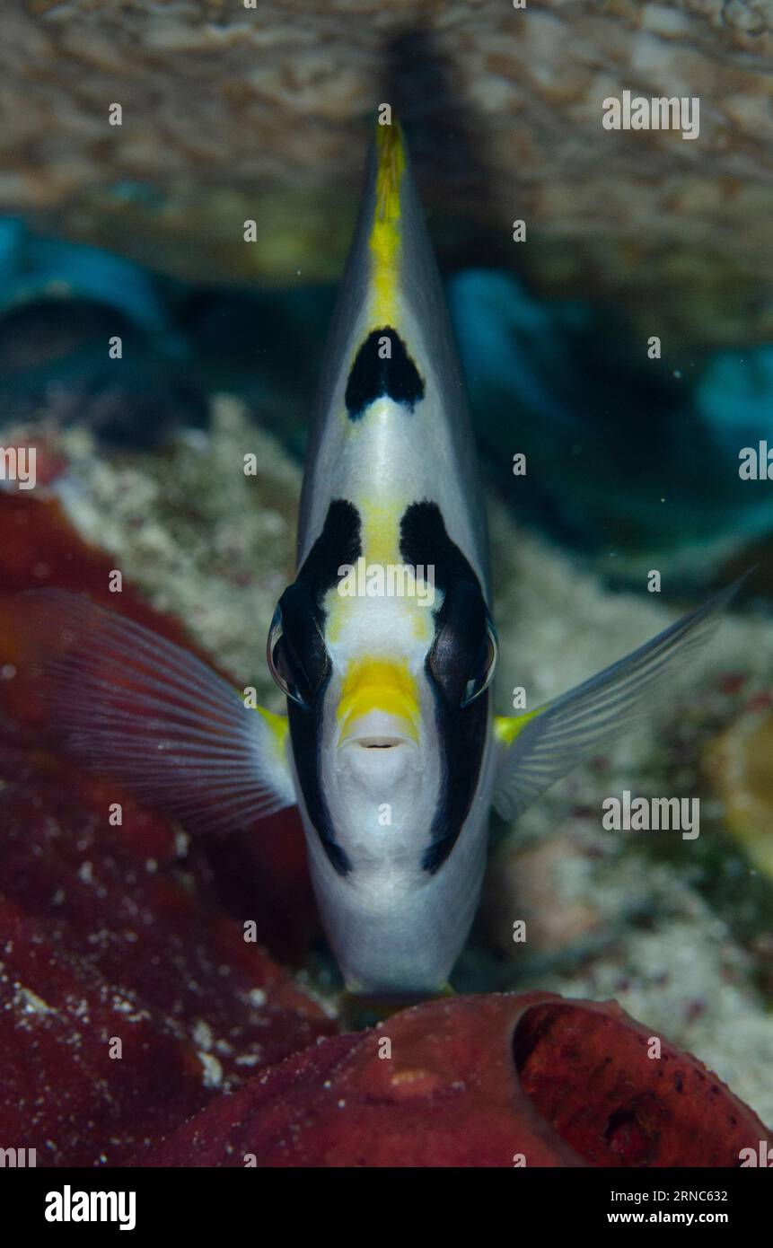 Panda Butterflyfish, Chaetodon adiergastos, Too Many Fish dive site ...