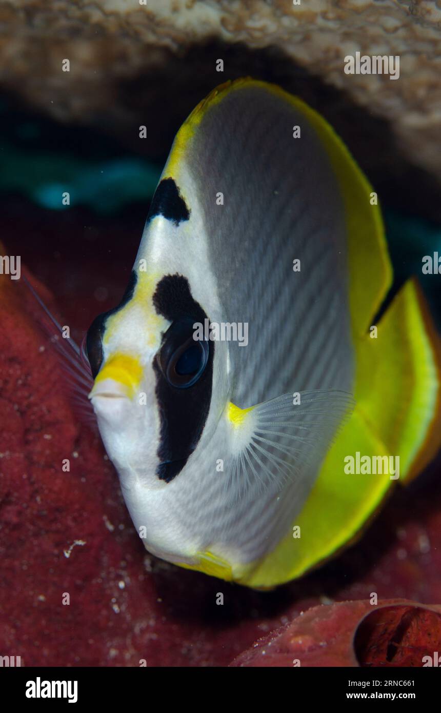 Panda Butterflyfish, Chaetodon adiergastos, Too Many Fish dive site ...