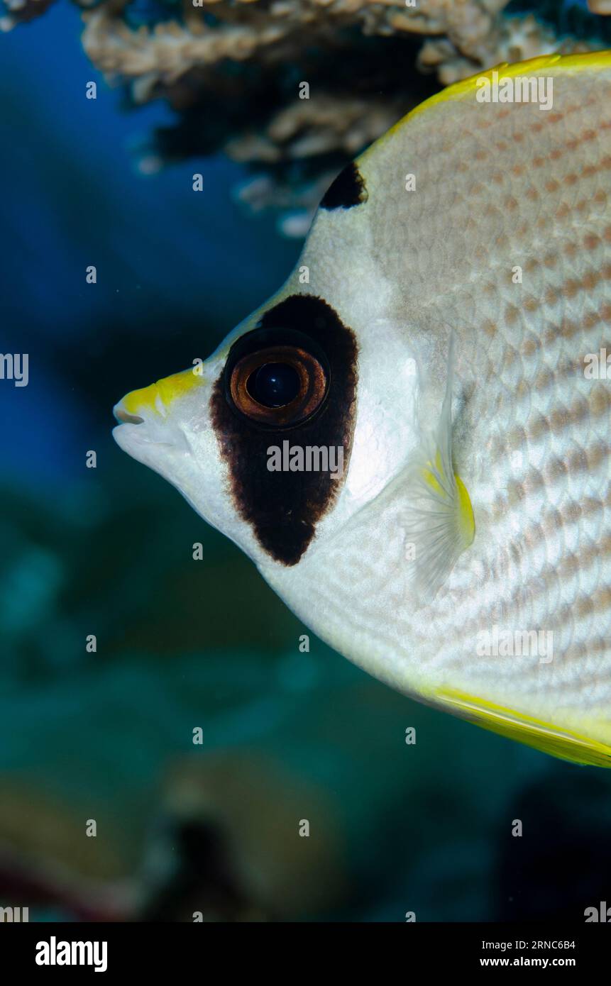 Panda Butterflyfish, Chaetodon adiergastos, Too Many Fish dive site ...