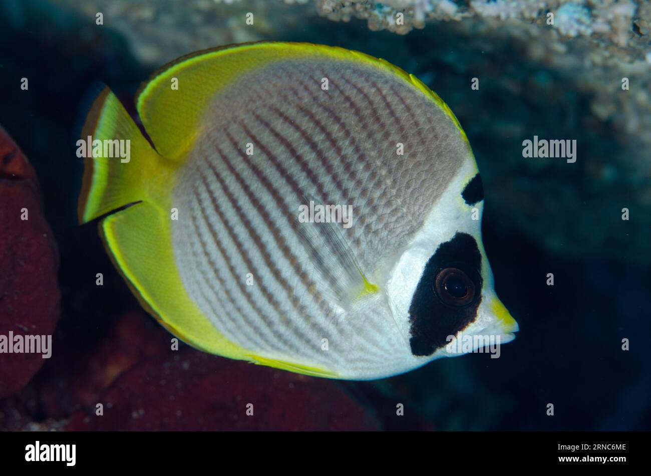 Panda Butterflyfish, Chaetodon adiergastos, Too Many Fish dive site ...