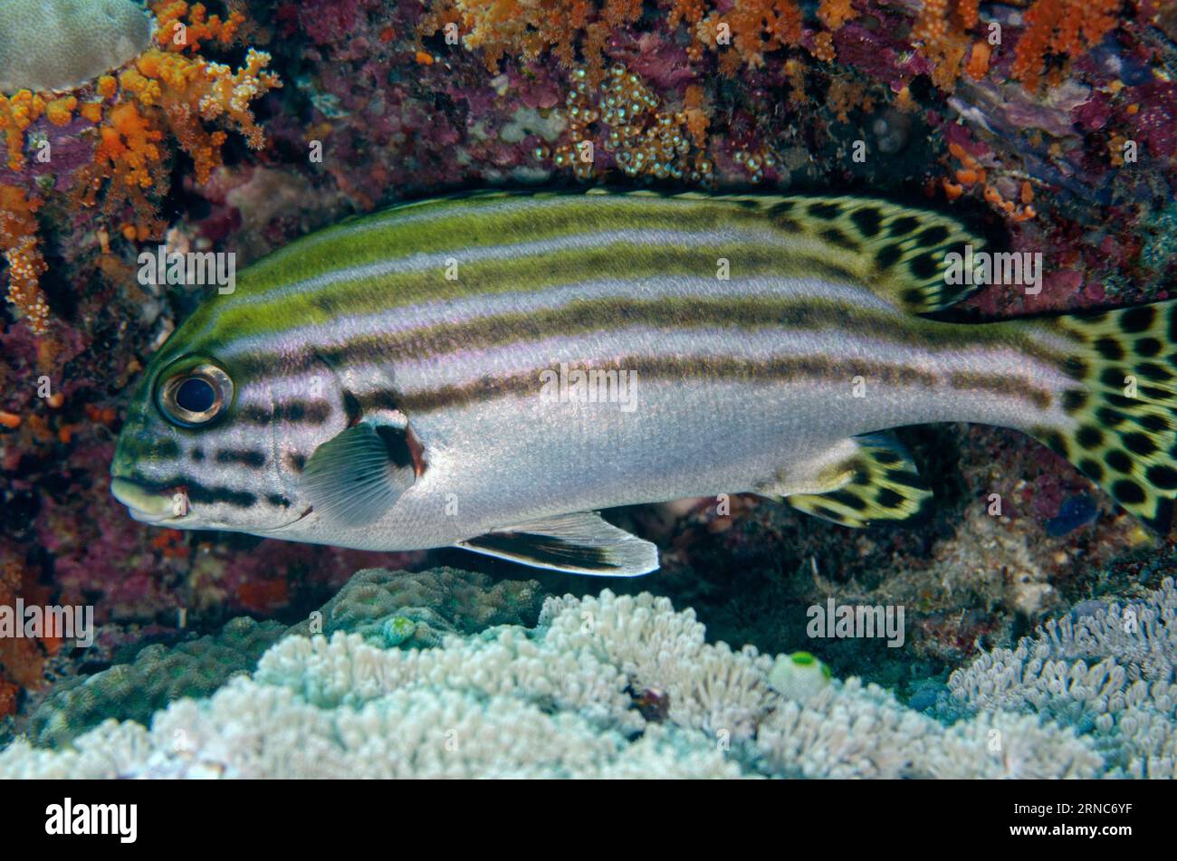 Immature Striped Sweetlips, Plectorhinchus lessonii, Too Many Fish dive ...