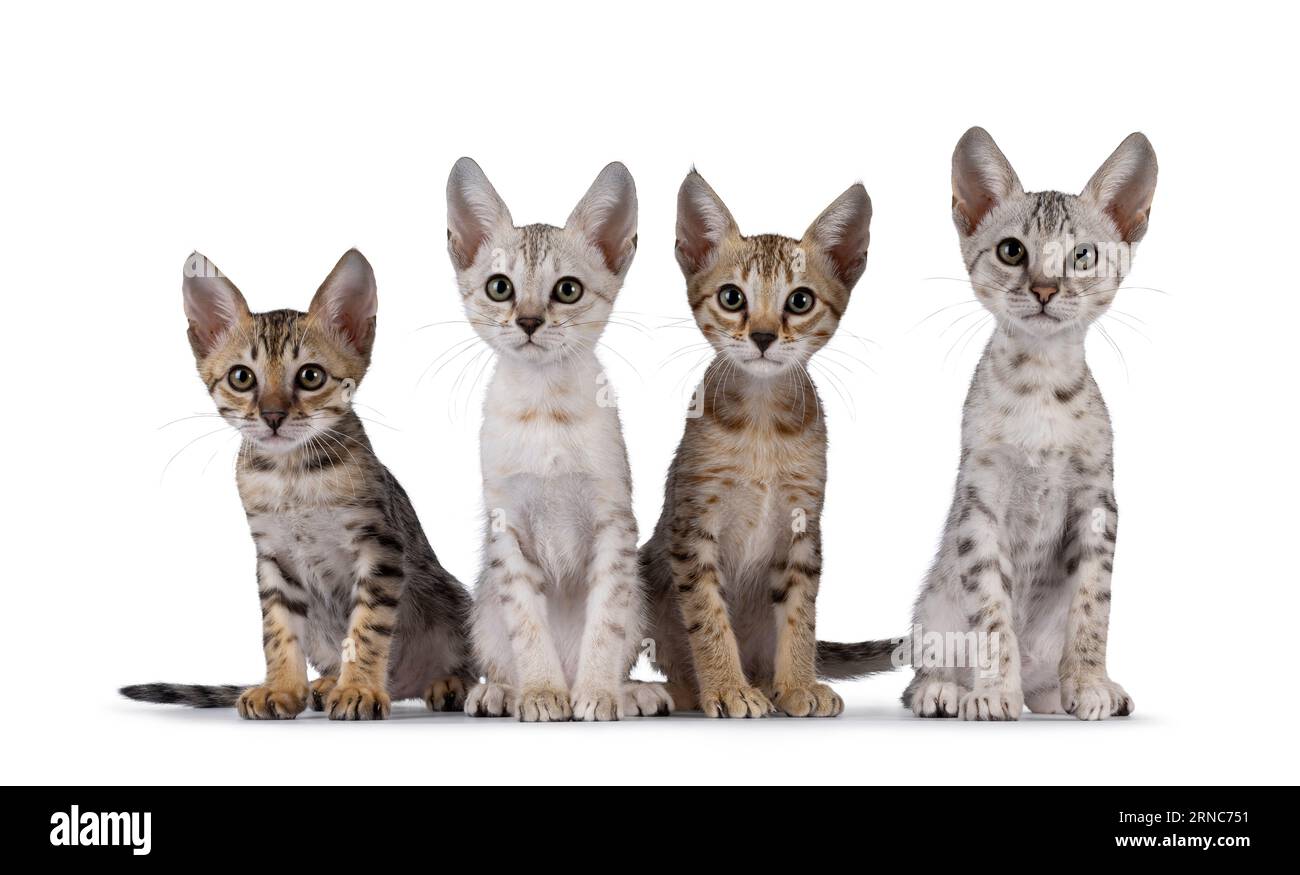 Row of 4 Savannah cat kittens, sitting beside eachother. Looking ...