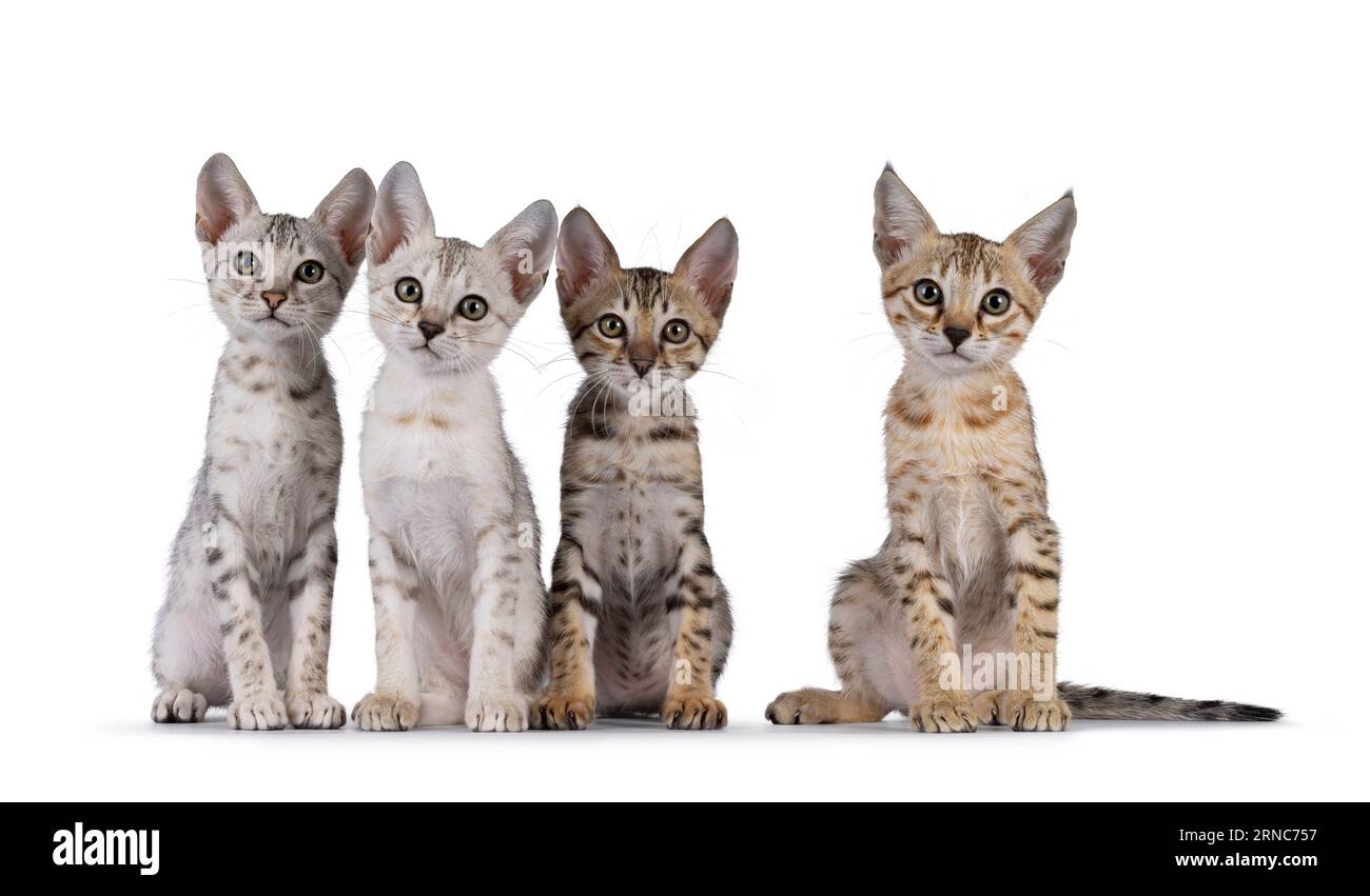 Row of 4 Savannah cat kittens, sitting beside eachother. Looking ...