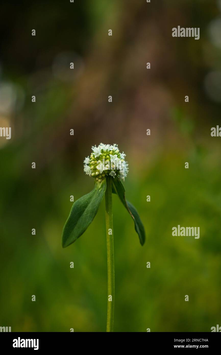Showcases delicate hi-res stock photography and images - Alamy