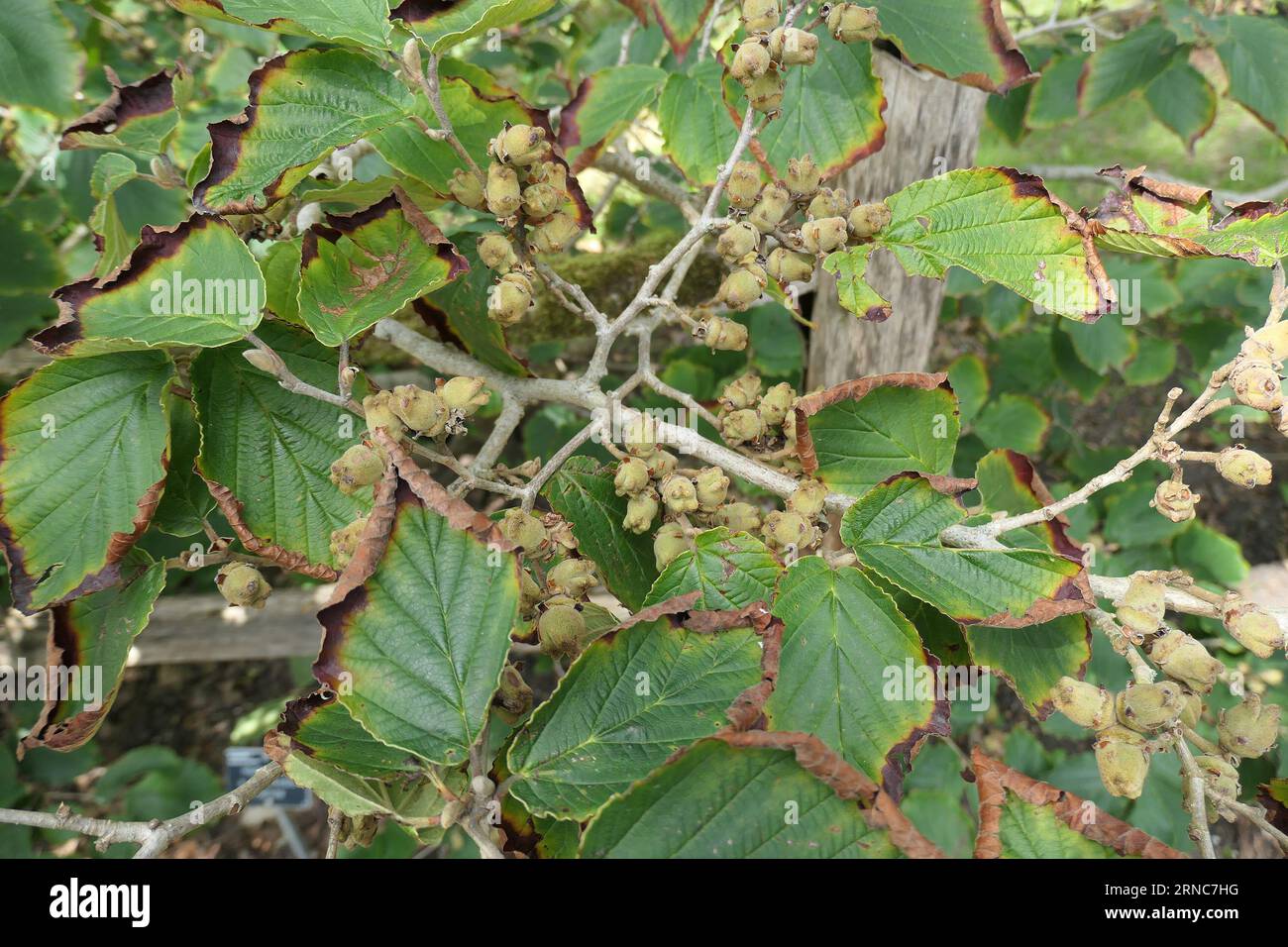 Hamamelis summer leaves hi-res stock photography and images - Alamy