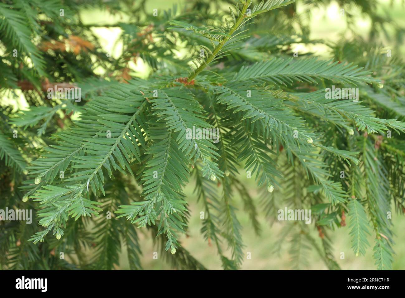 Closeup of the dark green needle-like leaves of the tall growing ...