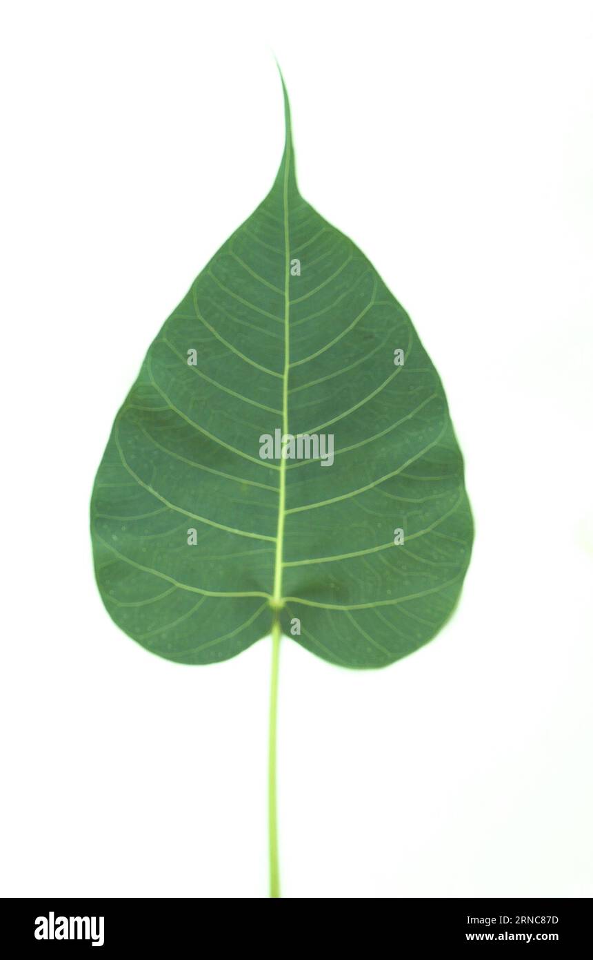 Buddha of the spring temple Cut Out Stock Images & Pictures - Alamy