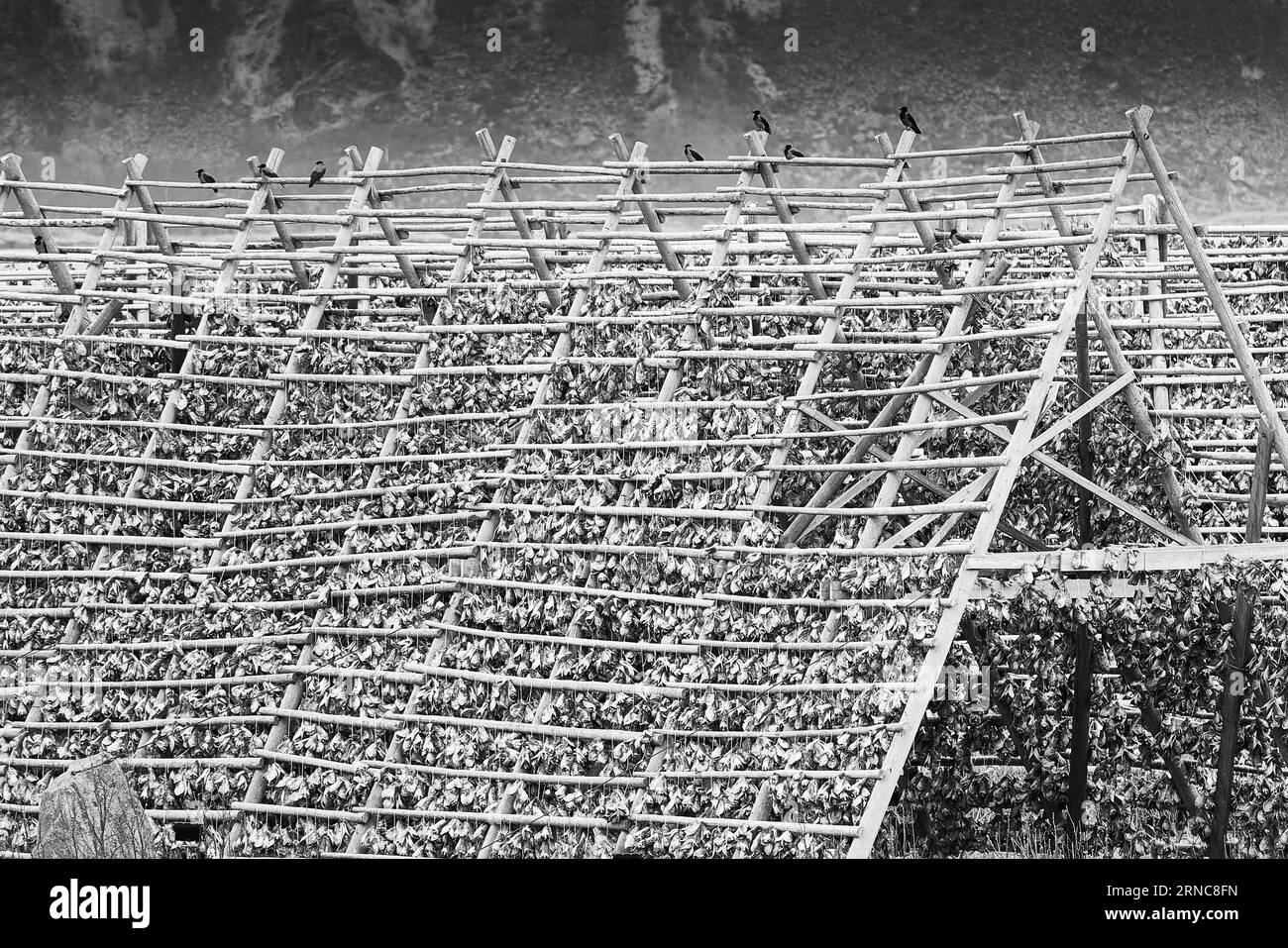 Black and white photo of svolvaer harbour cod drying hi-res stock ...