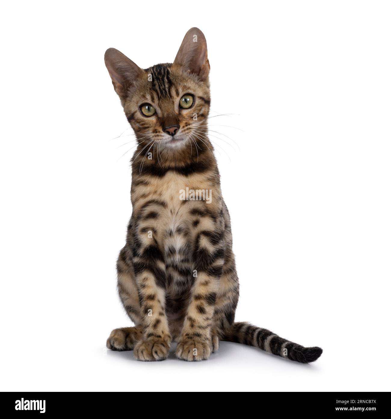 Clouded black tabby spotted Bengal cat kitten, sitting up facing front ...