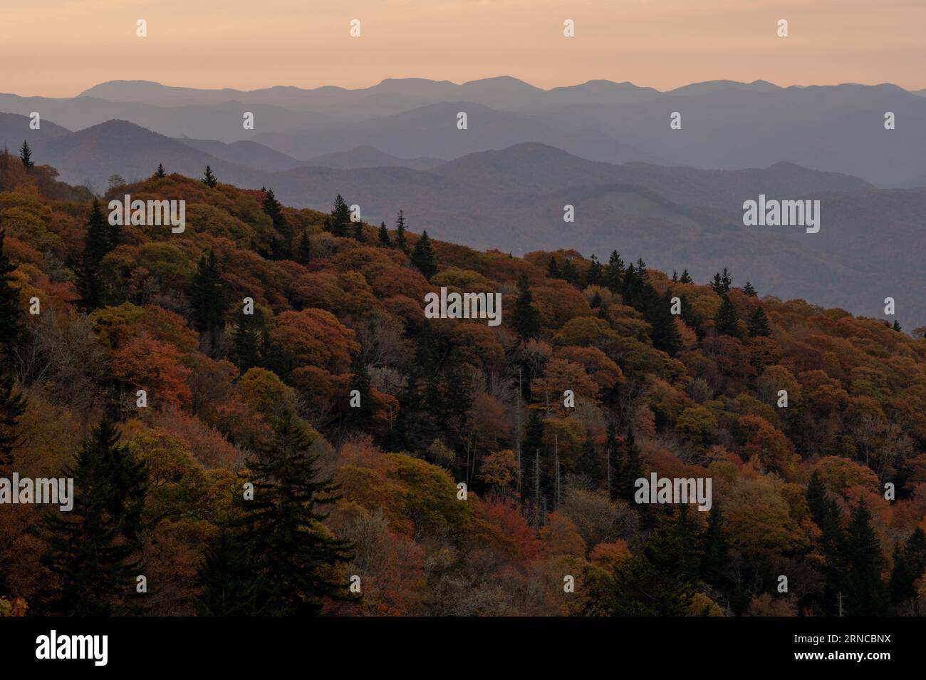 Brown and Orange Leaves on Trees Below the Blue Ridge Mountains in Fall ...