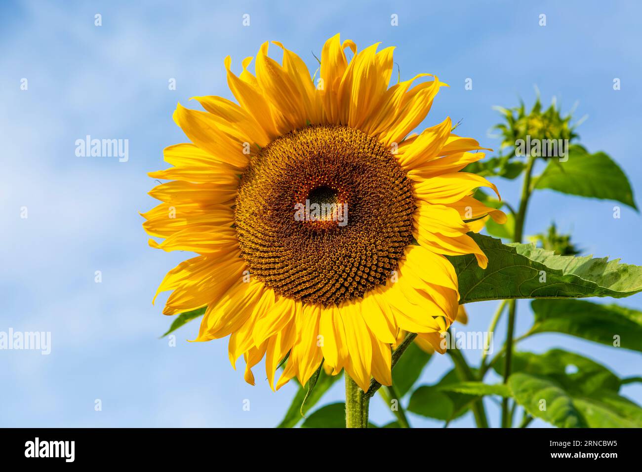 Big yellow flower of common sunflower, Helianthus annuus, plant growing ...