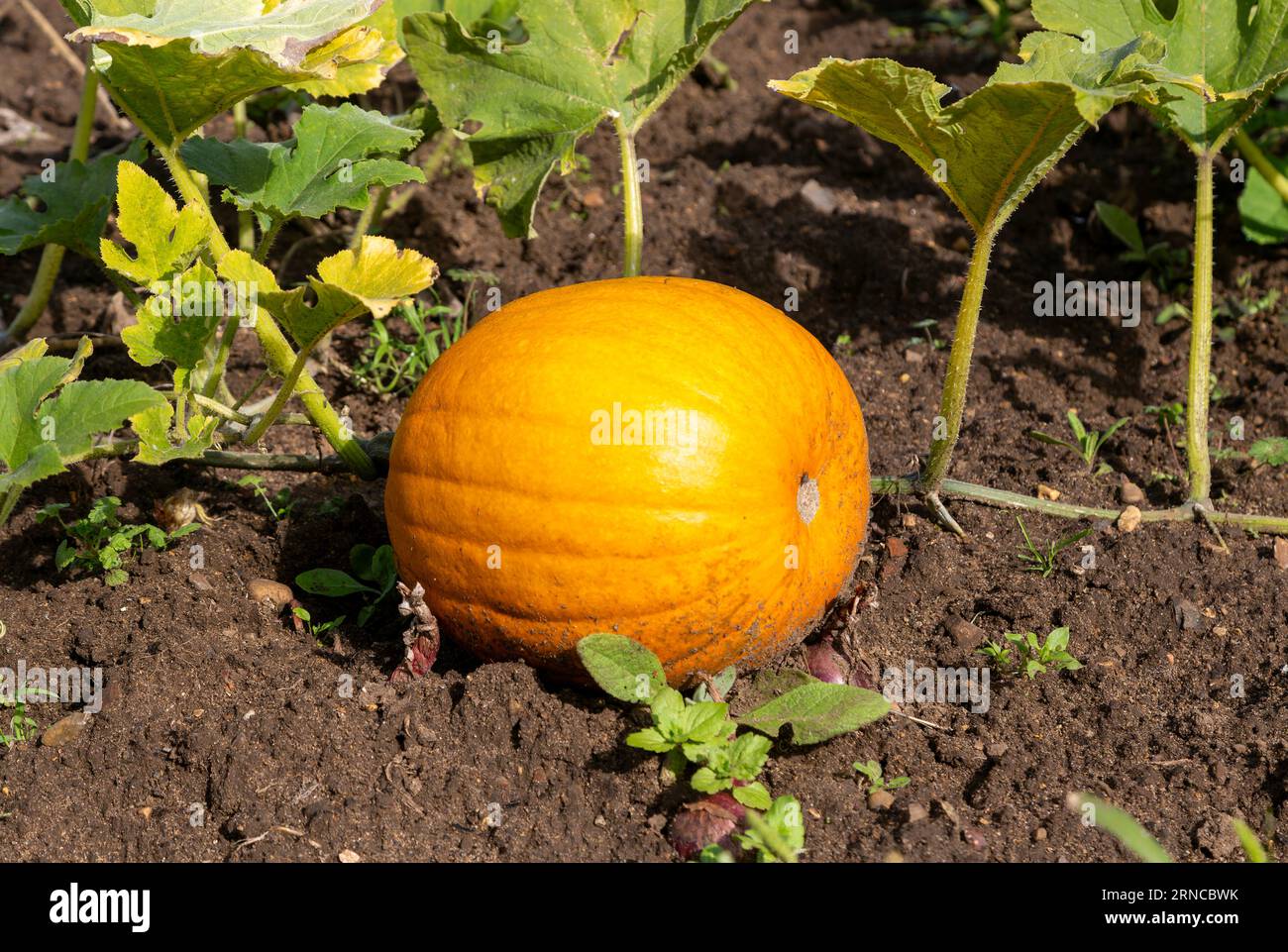 Pumpkin plant and fruit growing in allotment garden, Suffolk, England ...