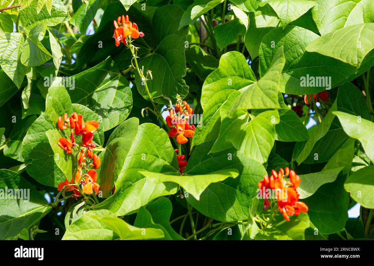 Leaves and red flowers of scarlet runner bean plant, Phaseolus ...