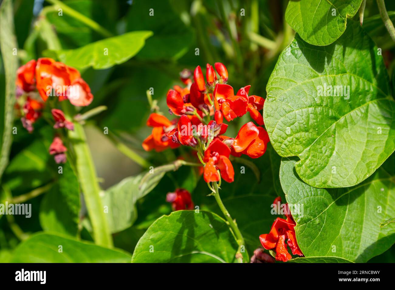Leaves and red flowers of scarlet runner bean plant, Phaseolus ...