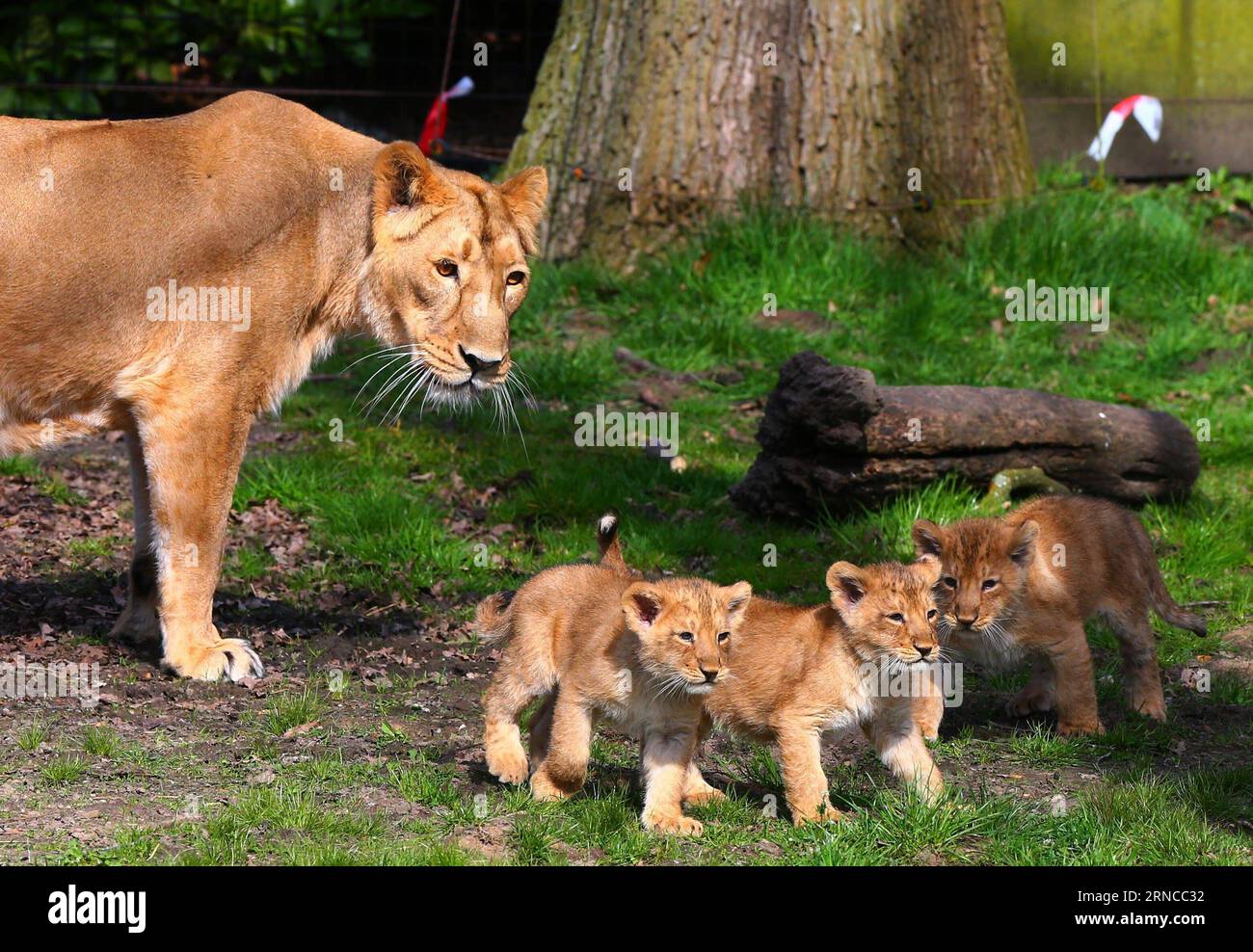 Belgium mechelen asiatic hi-res stock photography and images - Alamy