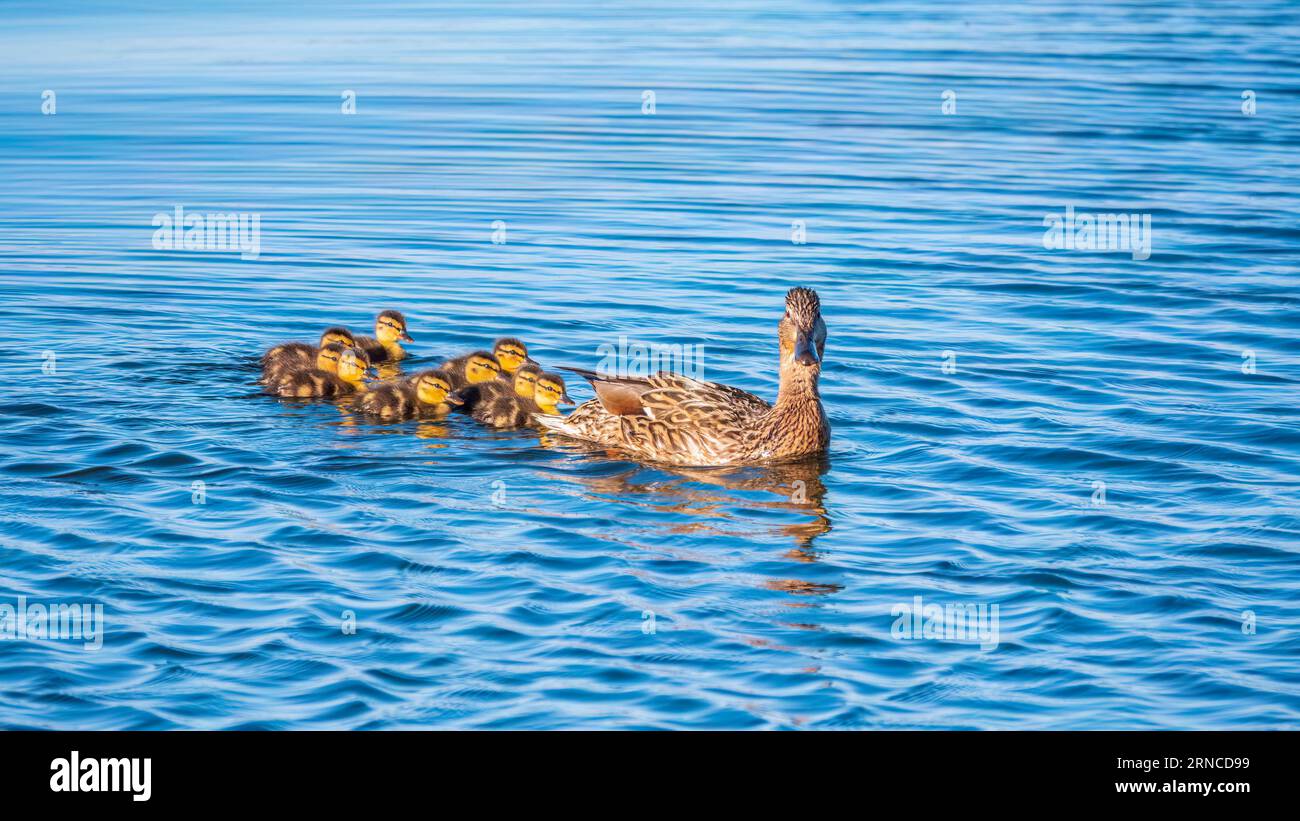 A family of ducks, a duck and its little ducklings are swimming in the ...