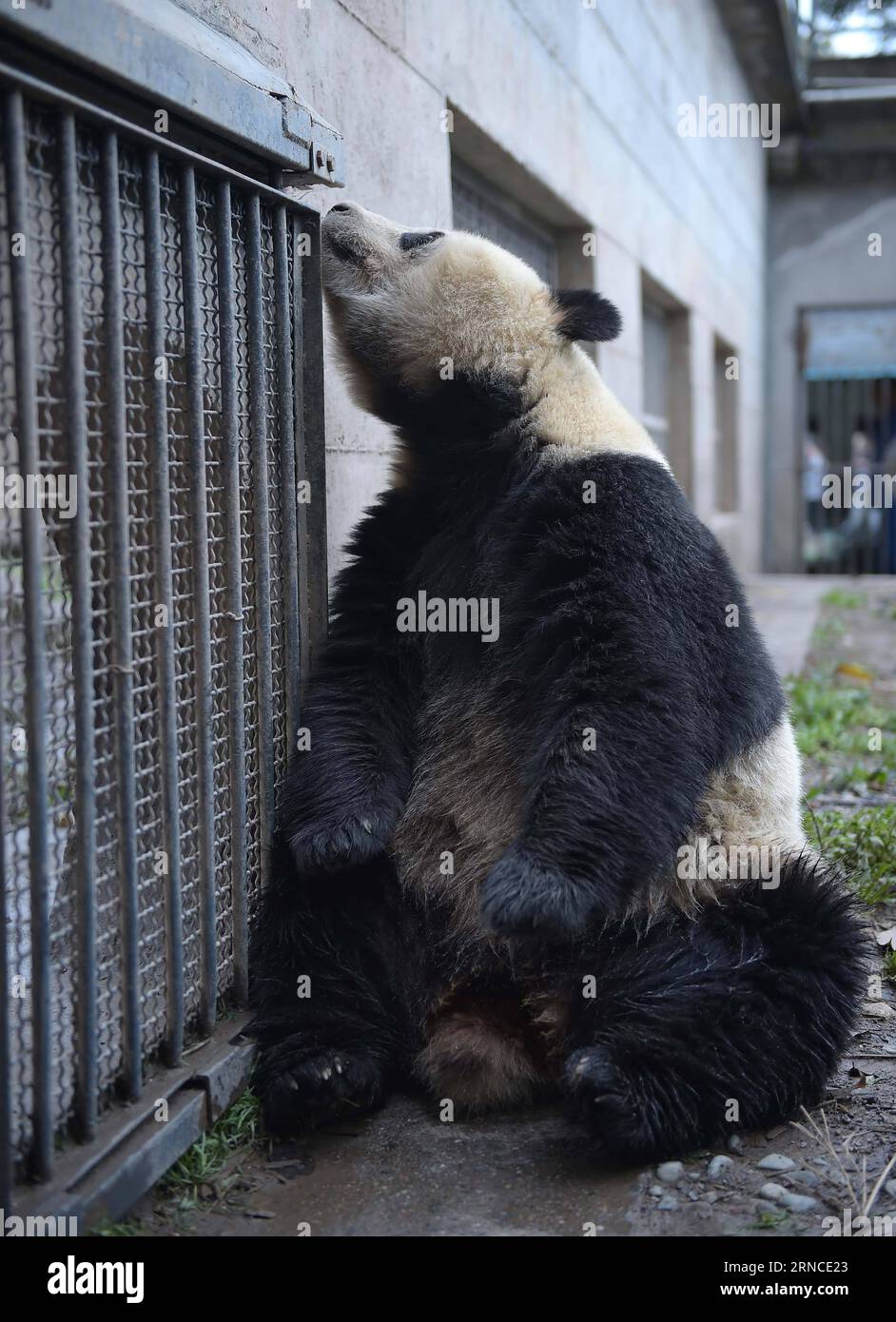 Captive breeding p hi-res stock photography and images - Alamy
