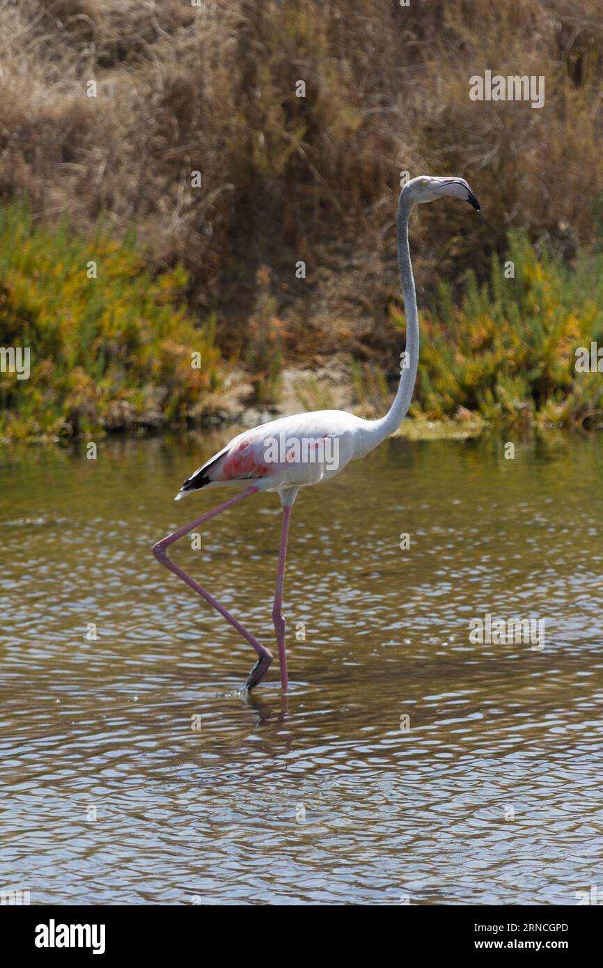 Ria formosa natural park flamingo hi-res stock photography and images ...