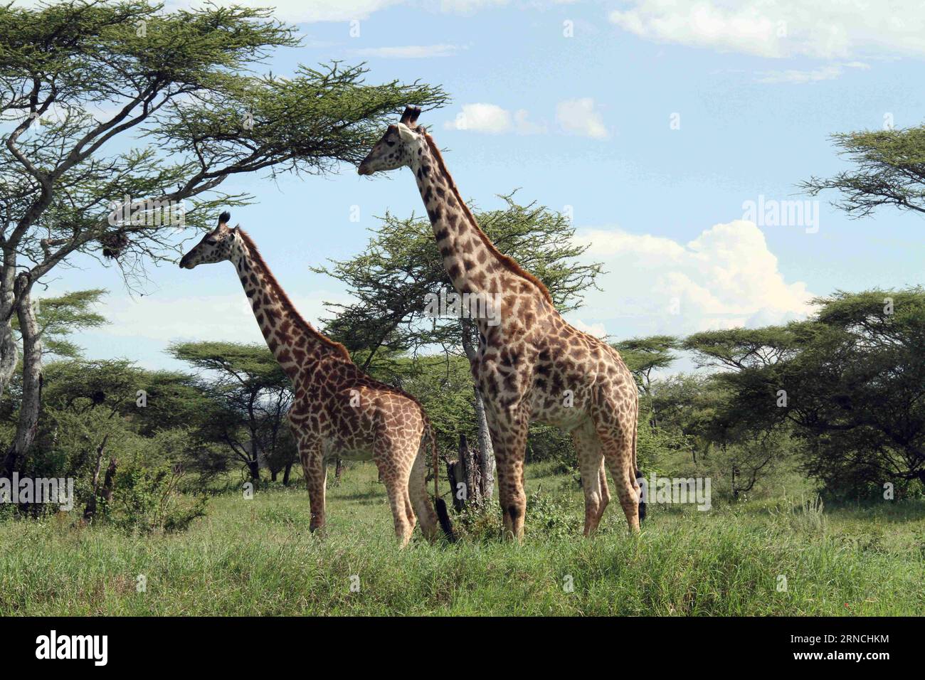 (160412) -- DAR ES SALAAM, April 12, 2016 -- Photo taken on April 10 ...