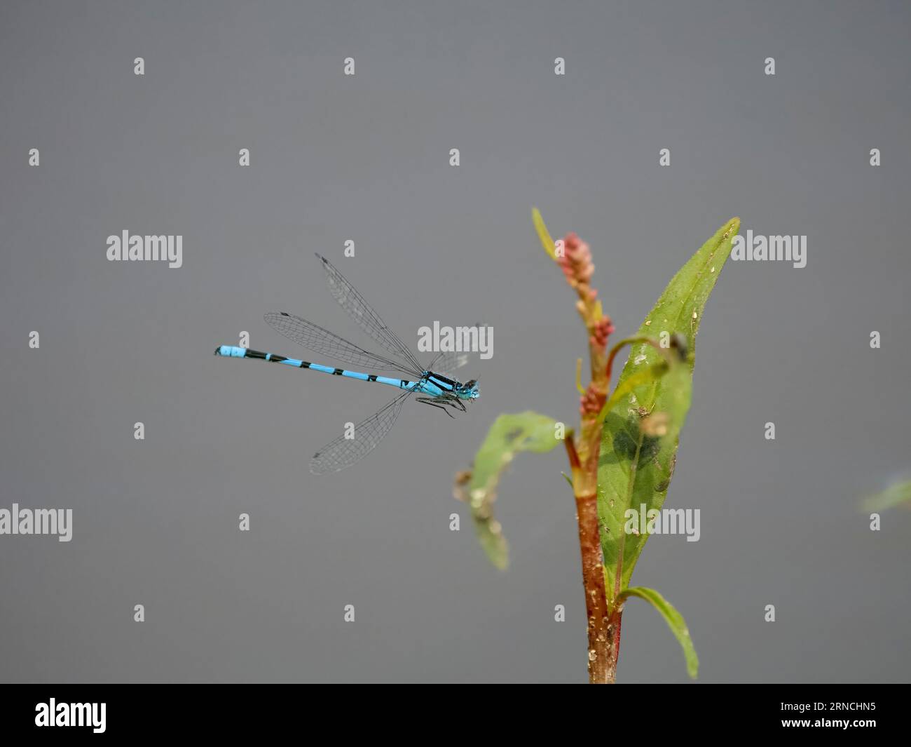 Common blue damselfly, Enallagma cyathigerum, single insect in flight ...
