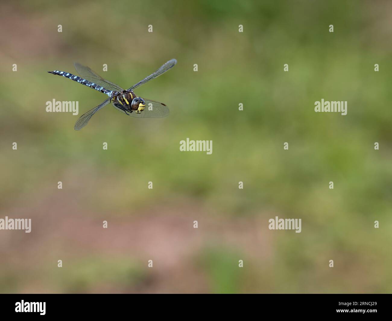 Common hawker, Aeshna juncea, single insect in flight, Warwickshire ...