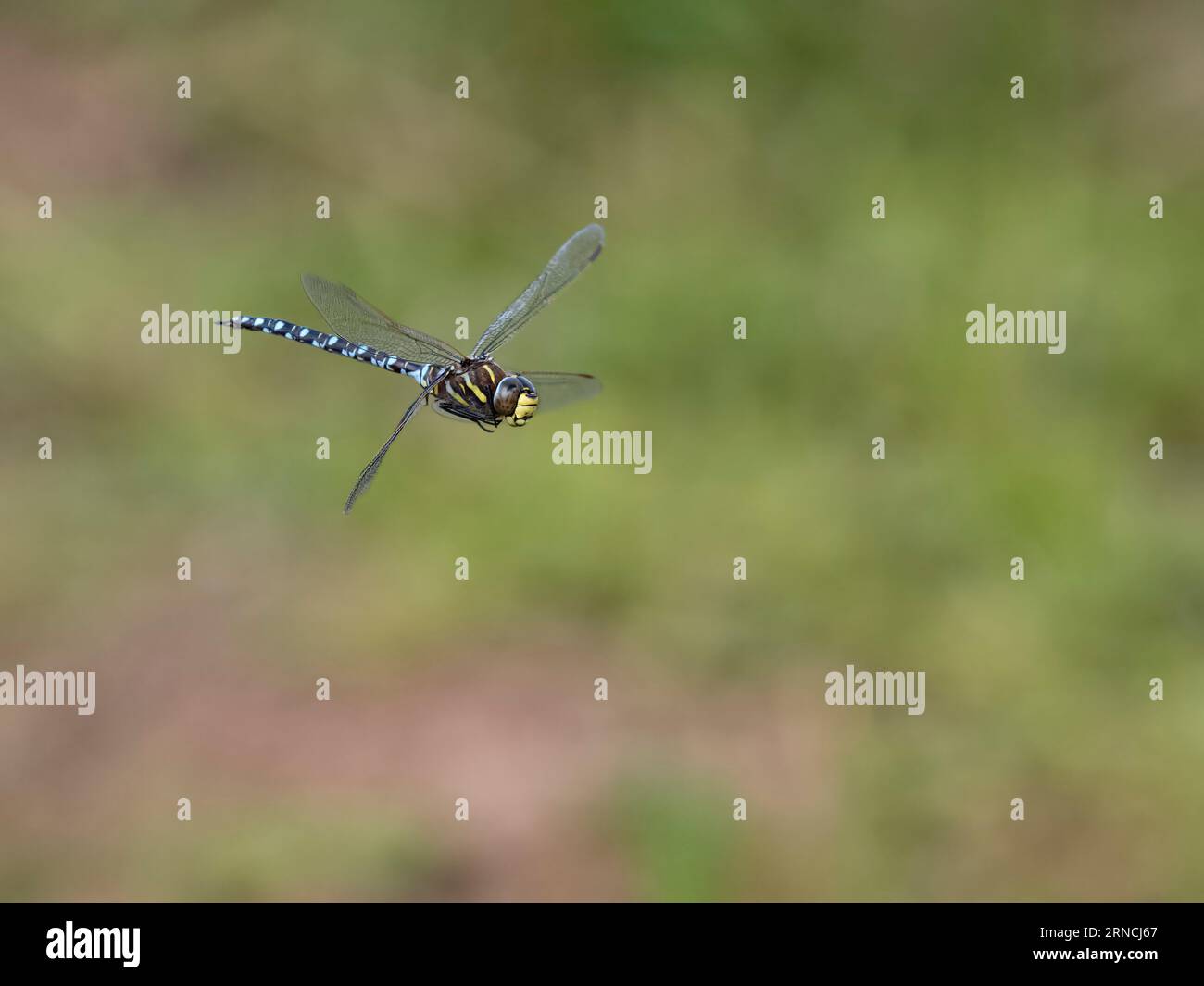 Common hawker, Aeshna juncea, single insect in flight, Warwickshire ...