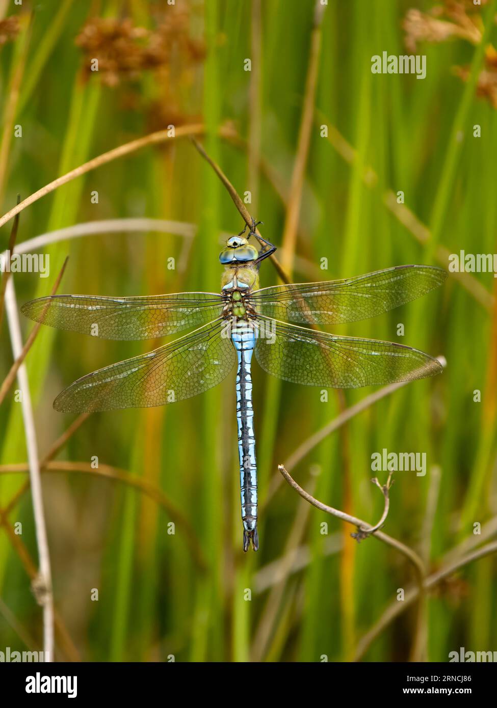 Emperor dragonfly, Anax imperator, single insect on reeds, Warwickshire ...