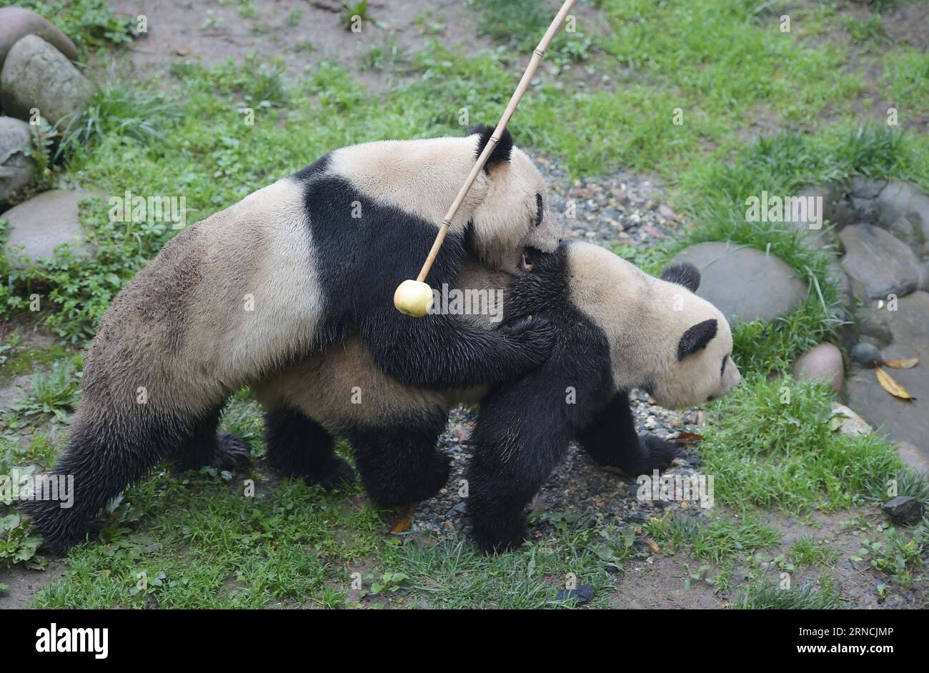 Baby Pandas Mating
