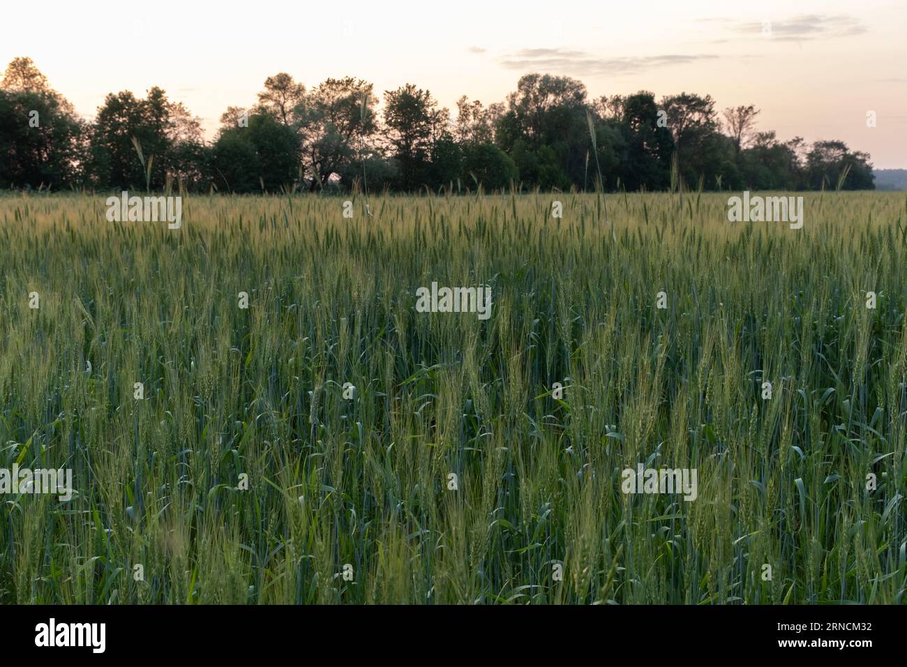 Two rowed barley hi-res stock photography and images - Alamy