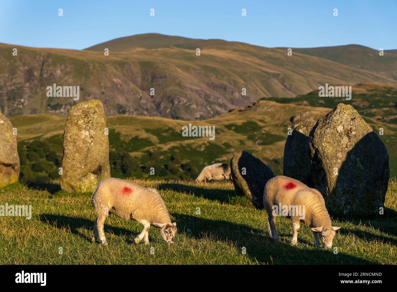 Sheep feeding on grass around an ancient stone circle at sunset ...