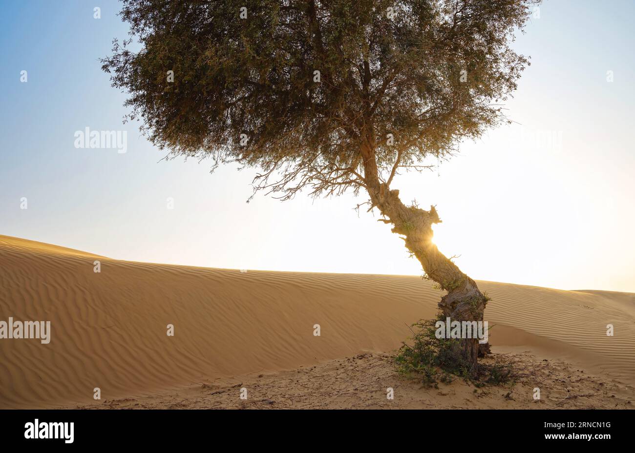 Large old and tree on dry desert land, Fantastic view of Landscape with ...