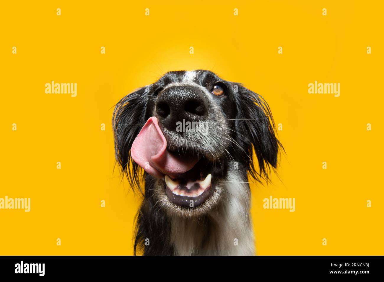 Close-up hungry puppy dog eating licking its lips with tongue. Isolated ...