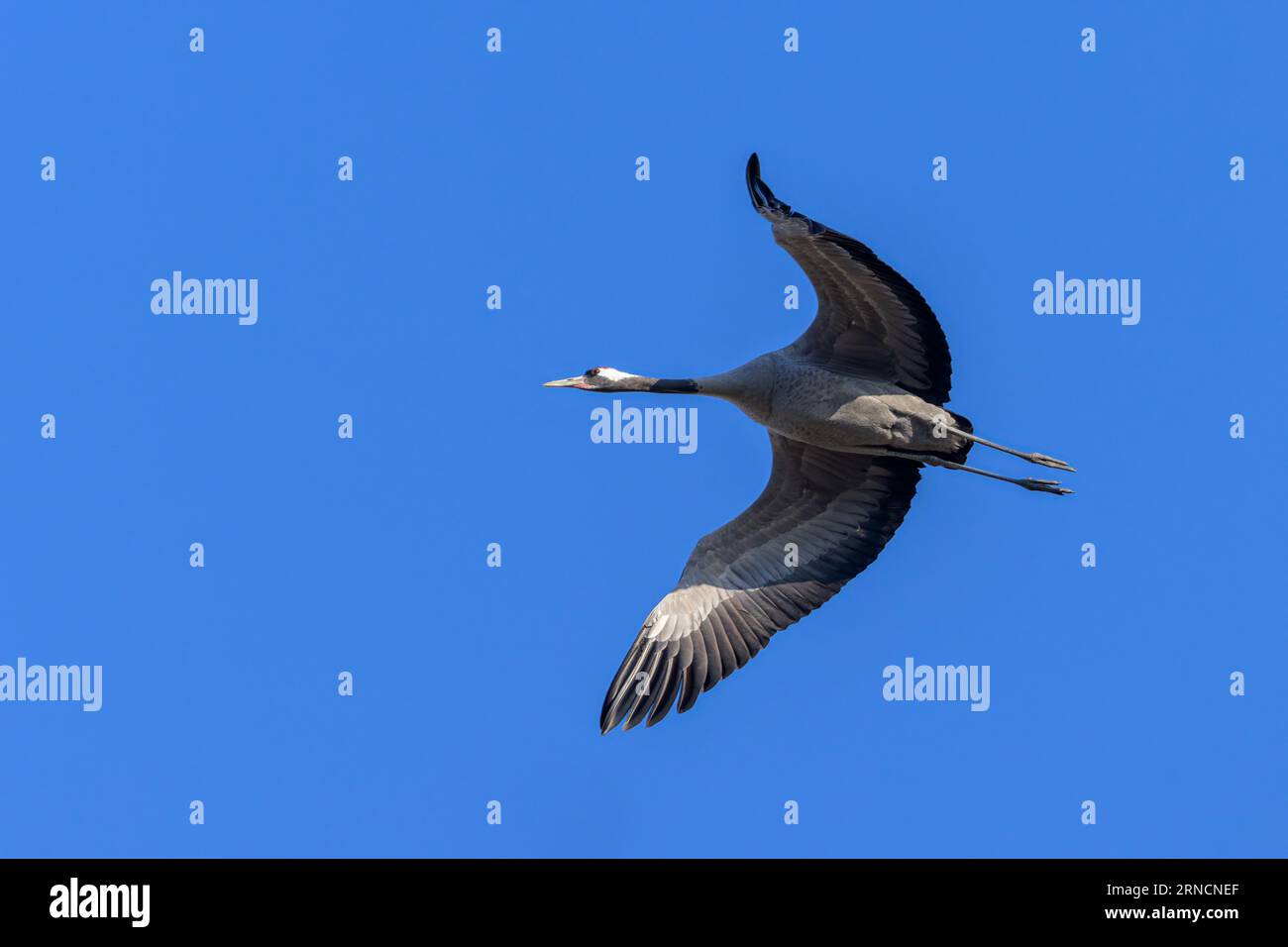 A Common Crane flying blue sky, sunny day in springtime in Camargue ...