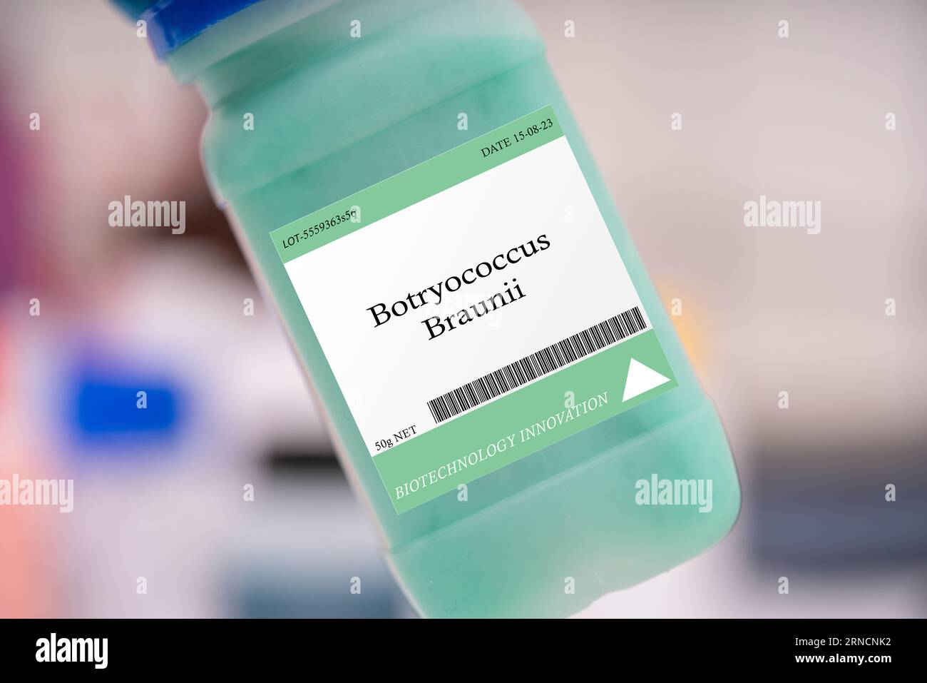 Botryococcus braunii microalgae Used for biofuel production Stock Photo ...