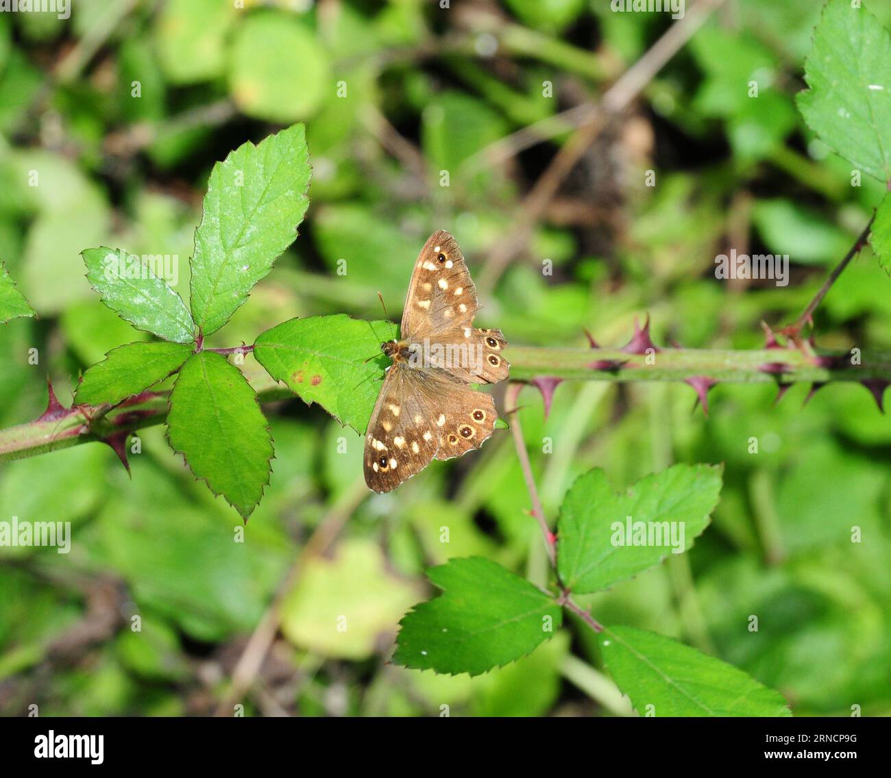 Plain butterfly hi-res stock photography and images - Alamy