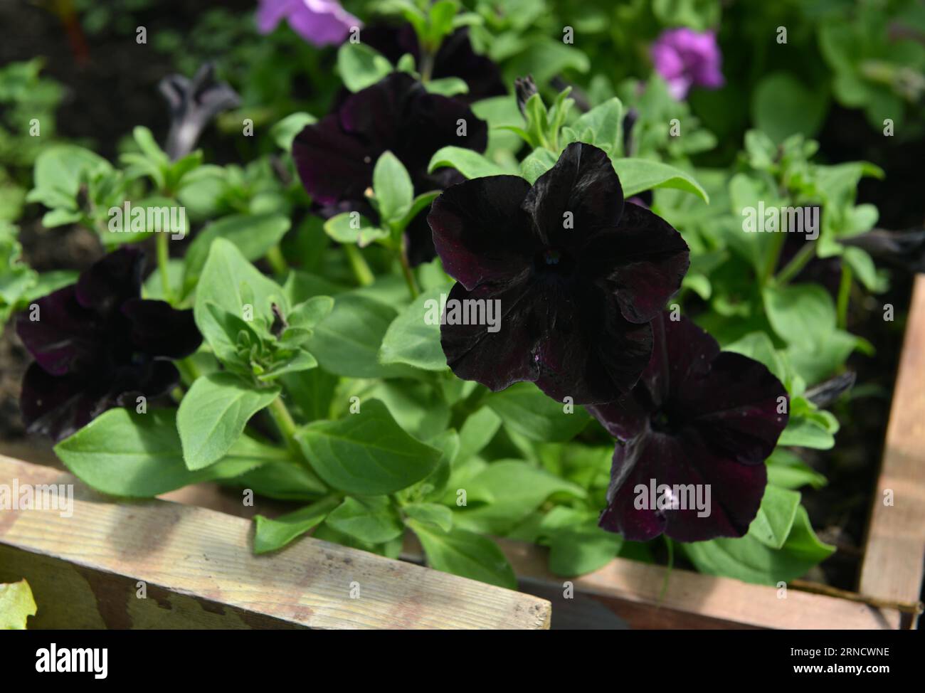 Beautiful flowers of black petunia in greenhouse. Vintage home garden ...