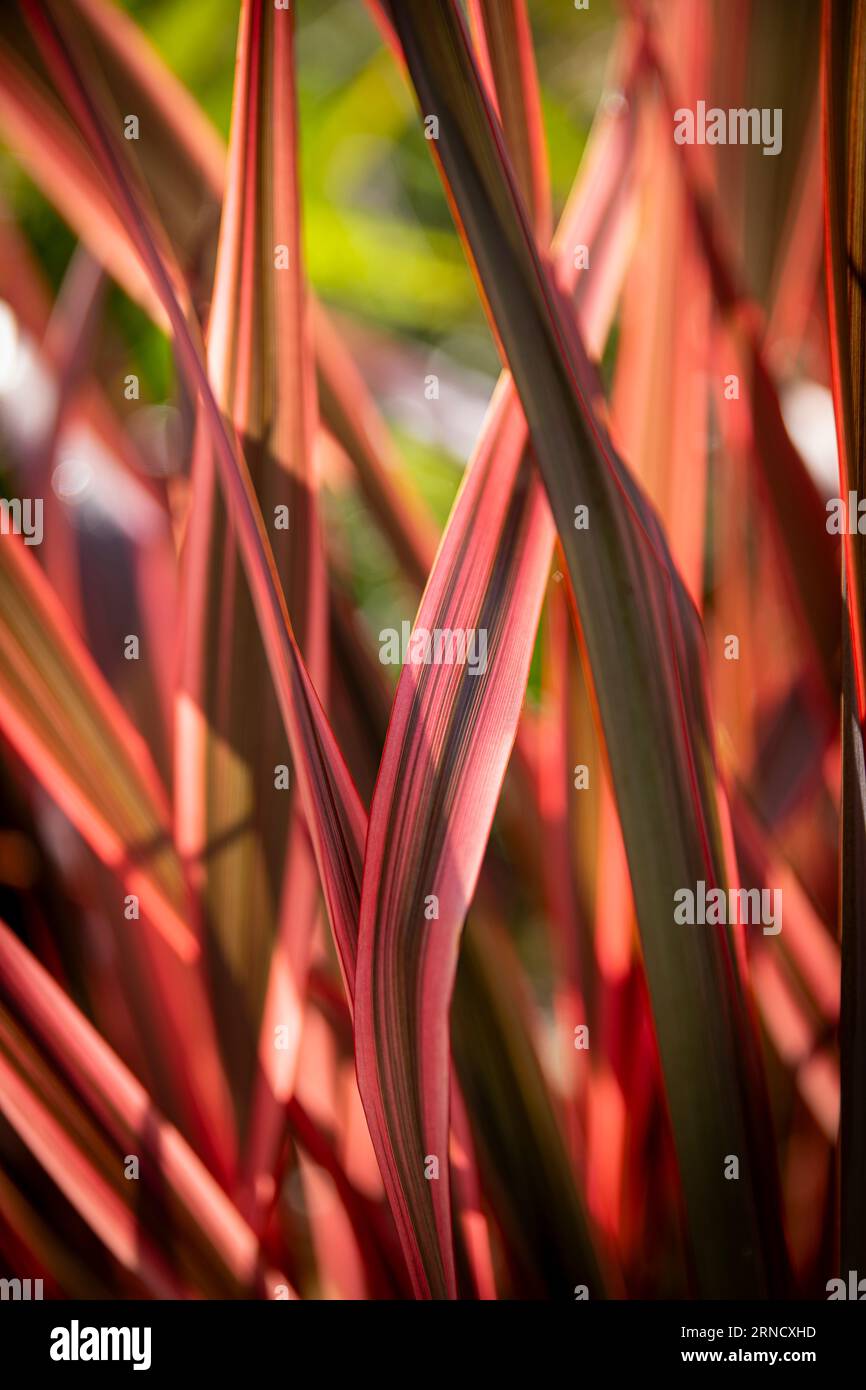Phormium striped leaves hi-res stock photography and images - Alamy