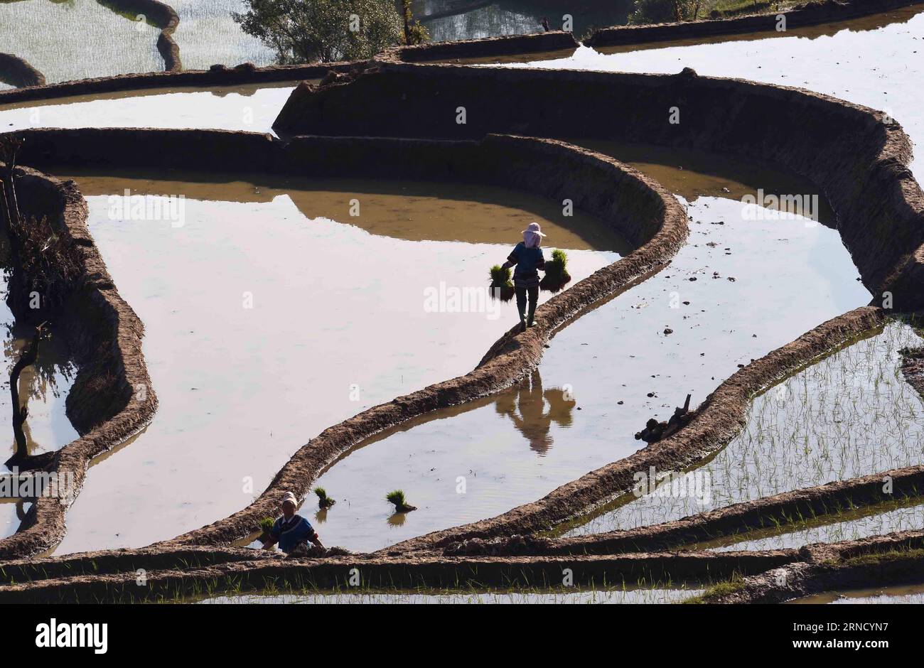 Farmer walks in rice field hi-res stock photography and images - Alamy